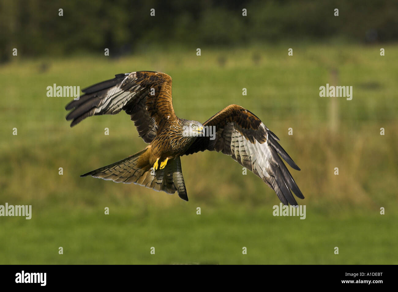 Red Kite, Milvus milvus Stock Photo - Alamy