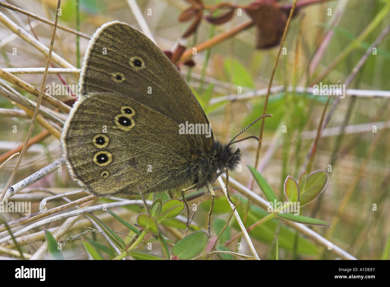 Ringlet Butterfly, Aphantopus hyperantus Stock Photo - Alamy