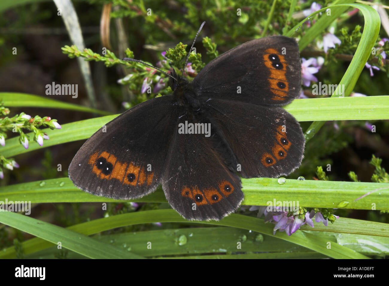 Scotch argus butterfly hi-res stock photography and images - Alamy