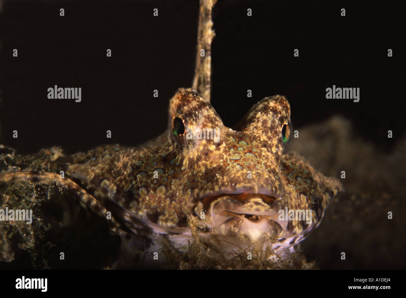 Fingered dragonet dactylopus dactylopus hi-res stock photography and ...
