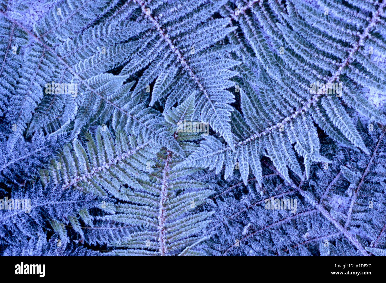 Frozen fern fronds, New Zealand Stock Photo - Alamy