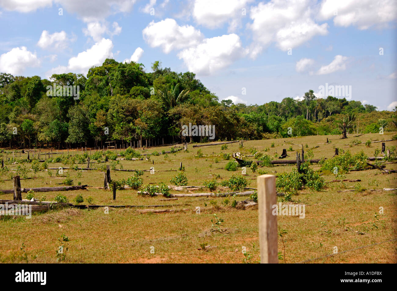 Pasture in a cleared rainforest area, Amazonia, Brazil Stock Photo - Alamy