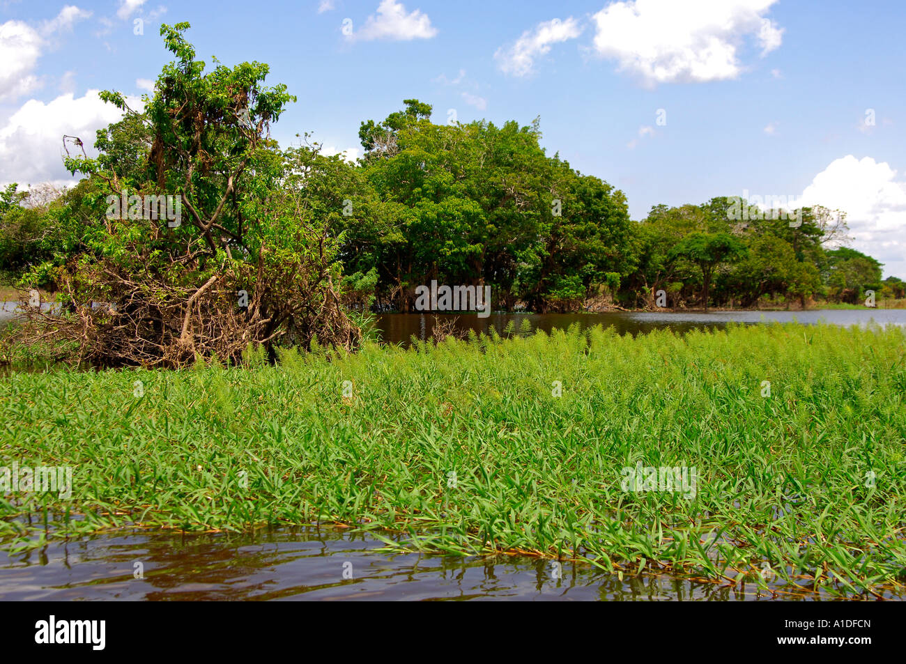 Flooded area in the Amazon rainforest, Brazil Stock Photo - Alamy