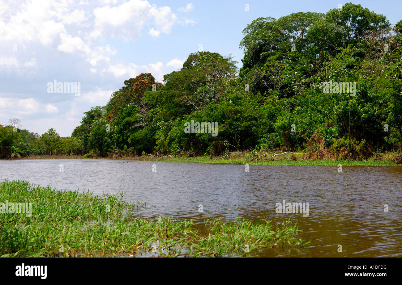 Flooded area in the Amazon rainforest, Brazil Stock Photo - Alamy
