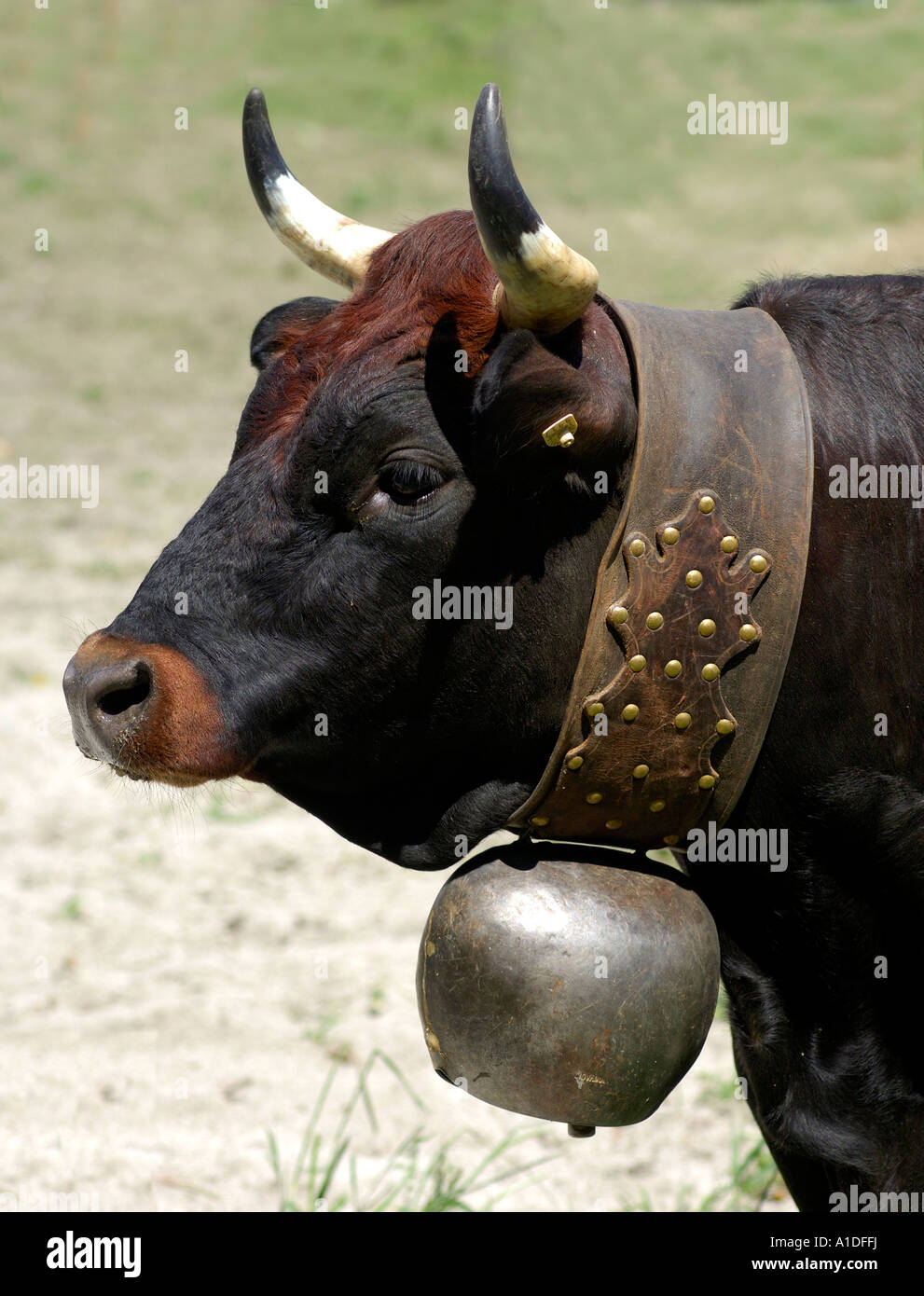 Eringer cow, Combat of queens, Swiss cow fighting, Aproz, Valais ...