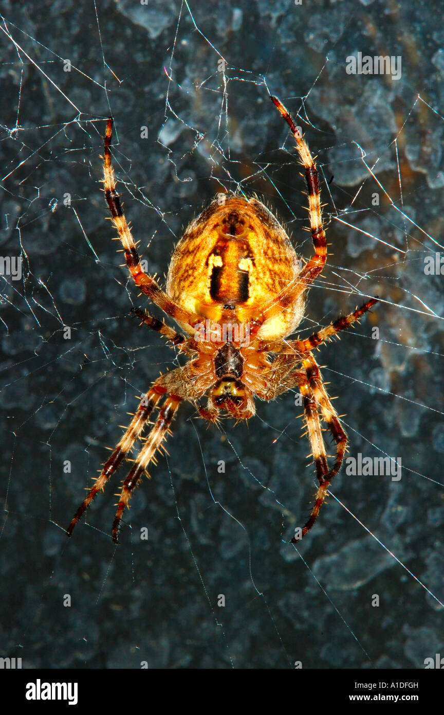Underside of spider hi-res stock photography and images - Alamy