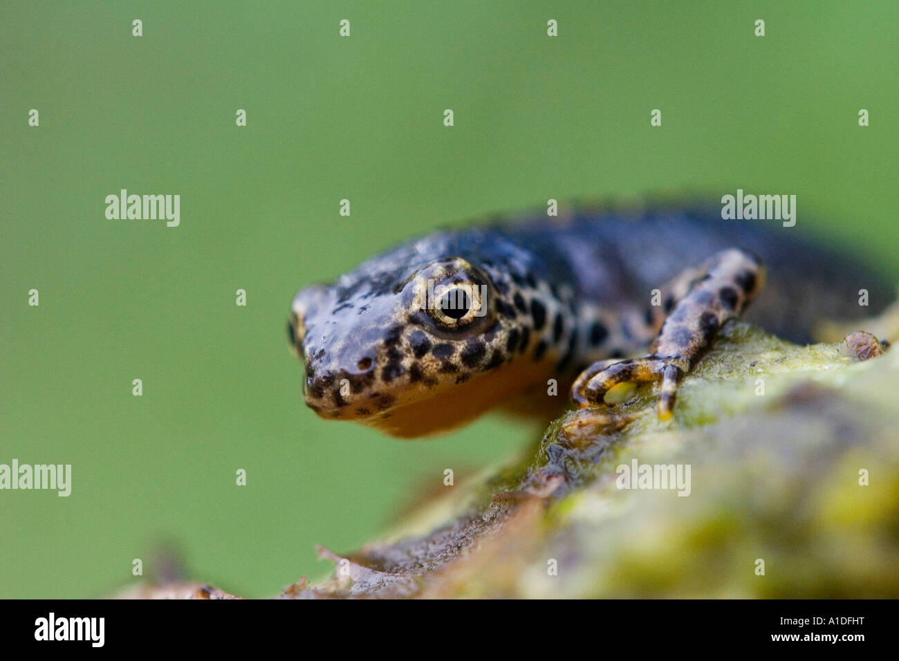 Portrait of an alpine newt (Triturus alpestris Stock Photo - Alamy