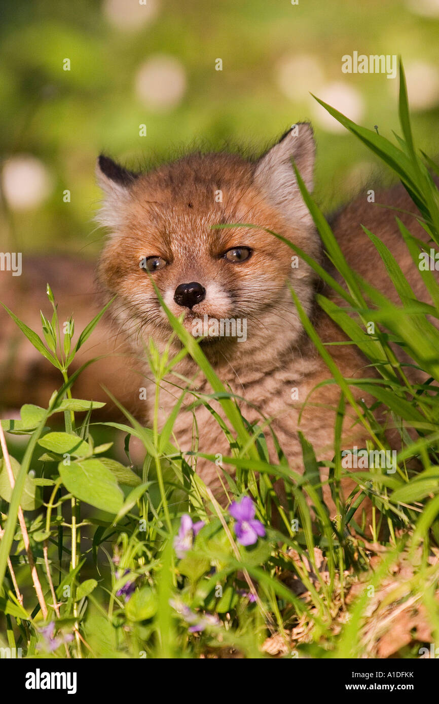 Portrait of a baby red fox (vulpes vulpes Stock Photo - Alamy