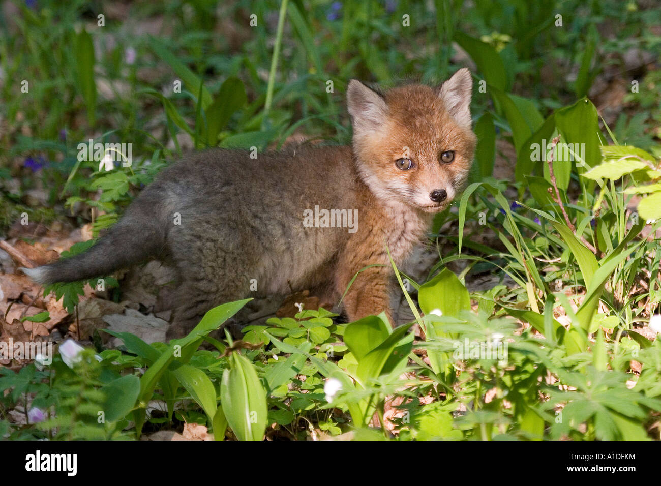 Baby red fox (vulpes vulpes Stock Photo - Alamy