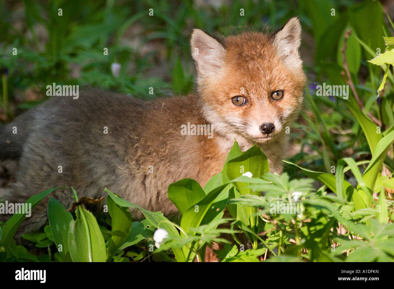 Portrait of a baby red fox (vulpes vulpes Stock Photo - Alamy