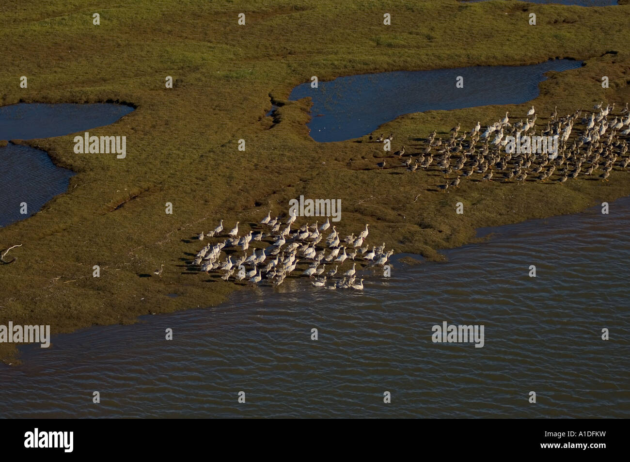 greater white fronted geese Anser albifrons and snow geese Chen ...