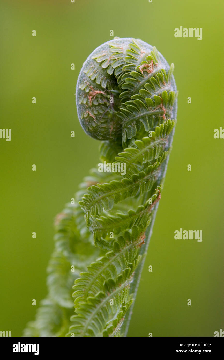 Fern unrolling hi-res stock photography and images - Alamy
