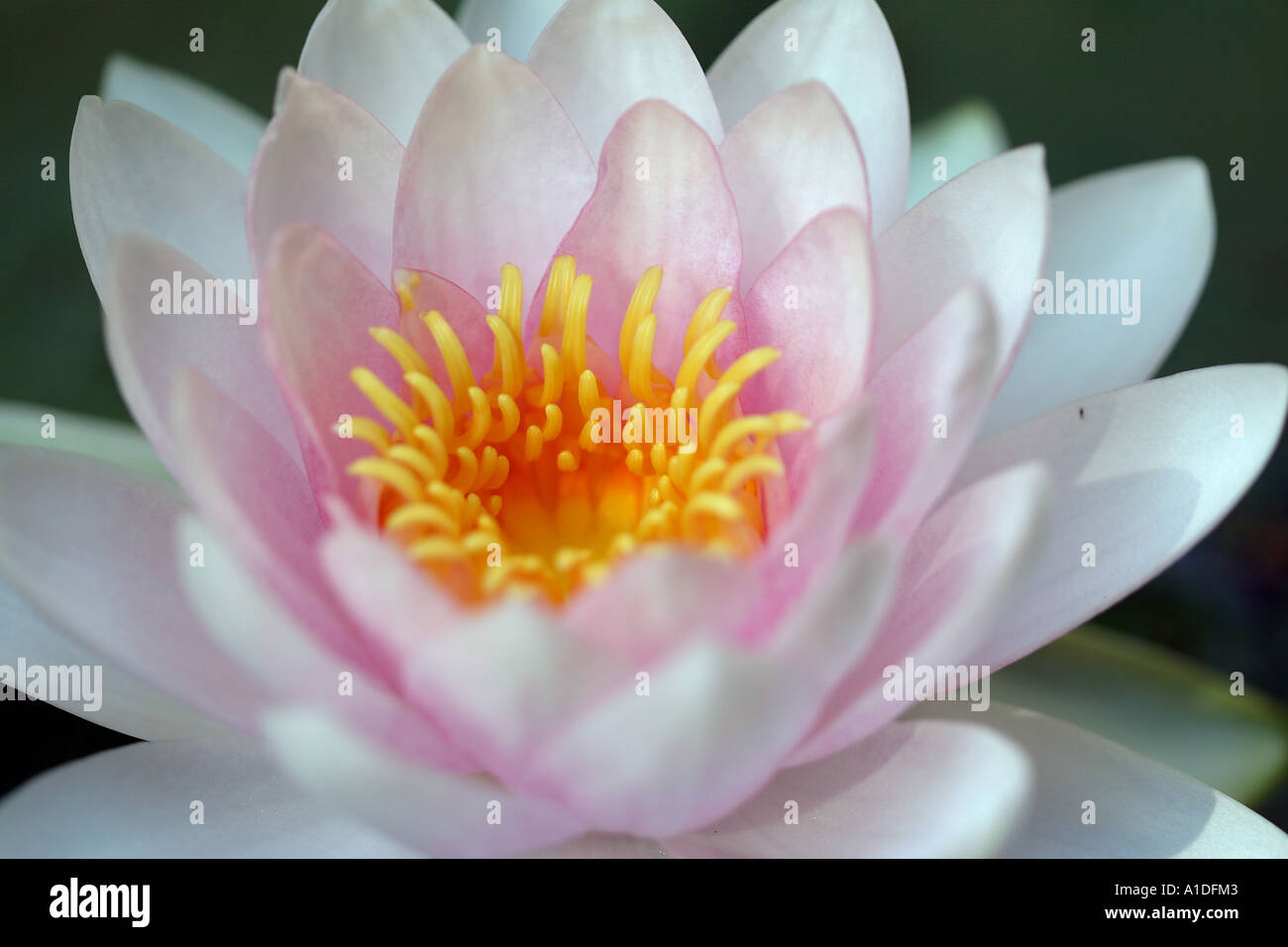 pink water lily Stock Photo - Alamy