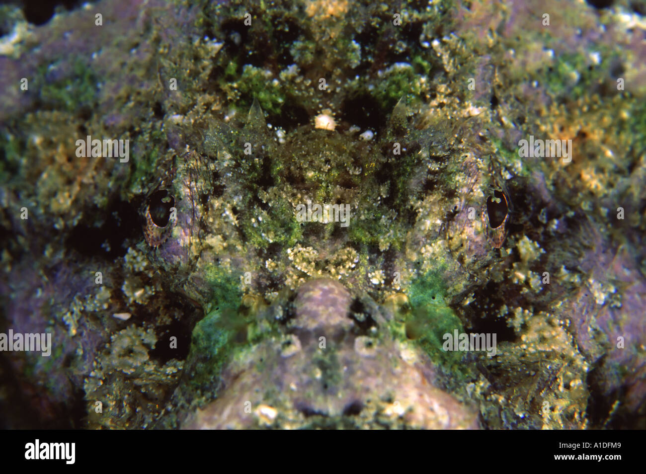 False stonefish scorpaenopsis diabolus hi-res stock photography and ...