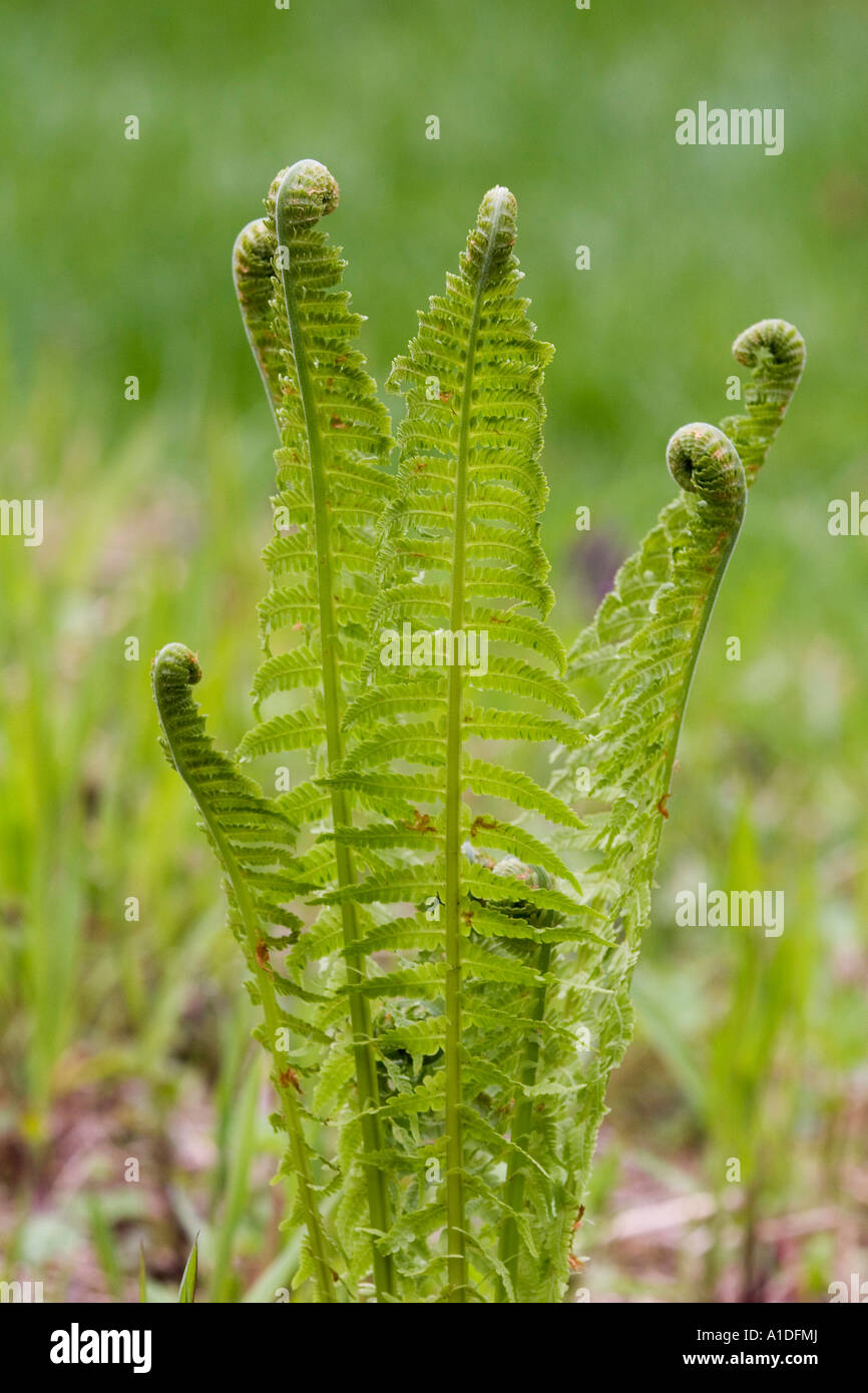 Fern unrolling hi-res stock photography and images - Alamy
