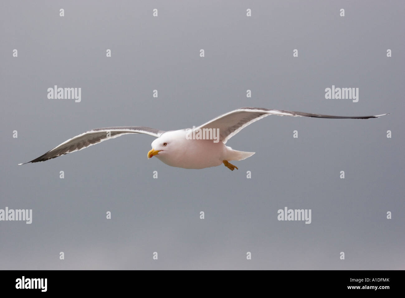 Lesser Black-backed Gull (Larus fuscus) in flight Stock Photo - Alamy