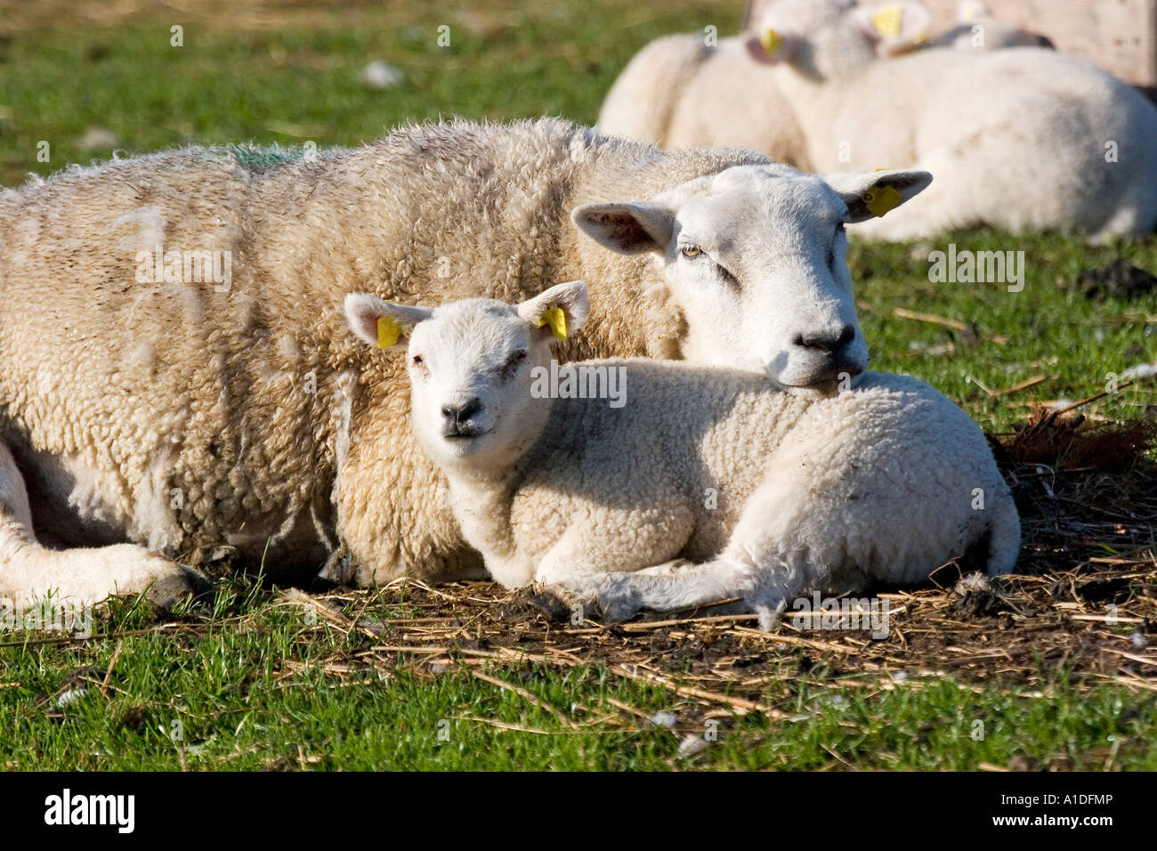 Sheep with lamb Stock Photo - Alamy