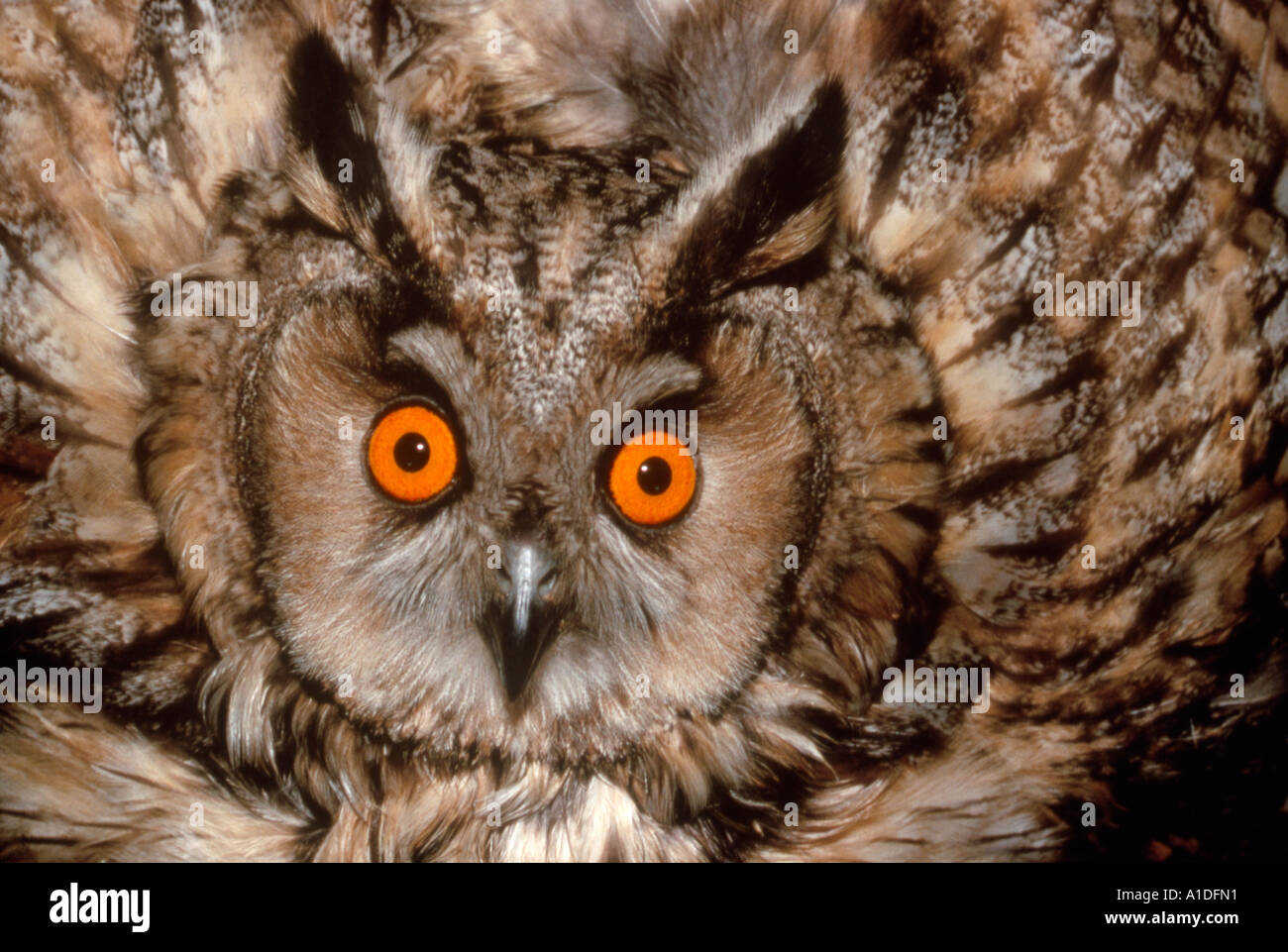 Long eared owl (Asio otus) head detail (alert posture Stock Photo - Alamy