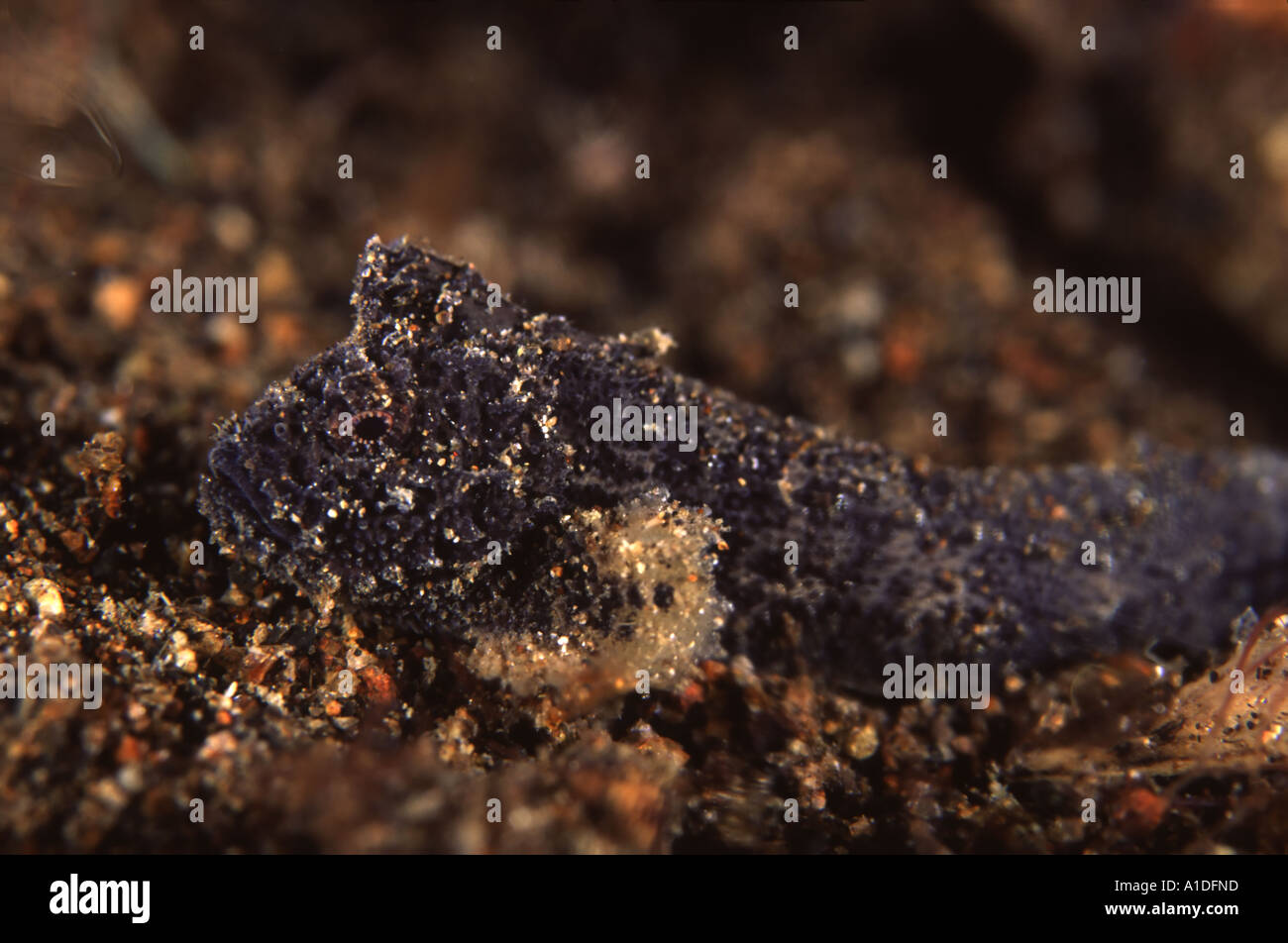 Velvet fish hi-res stock photography and images - Alamy