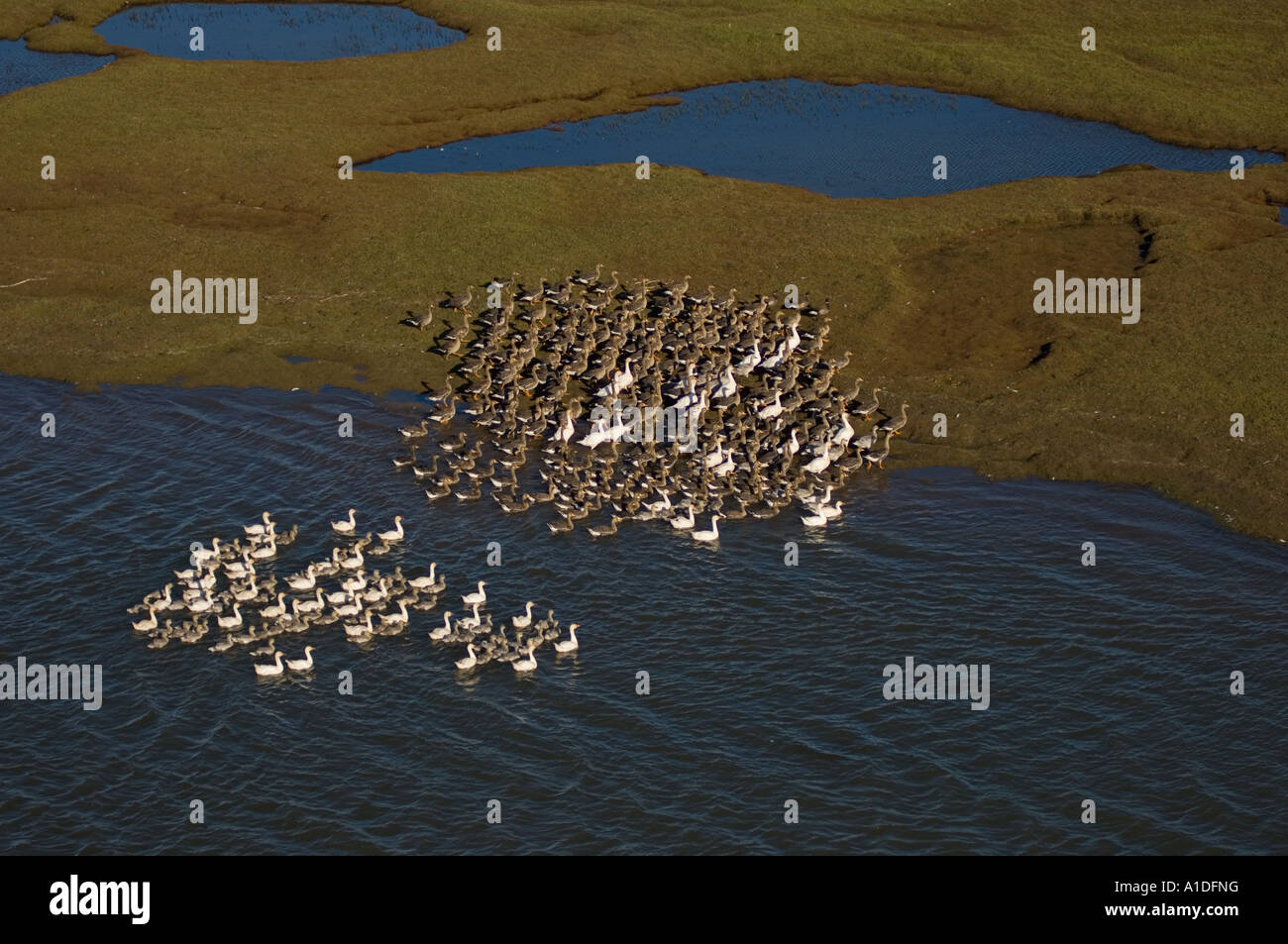 greater white fronted geese Anser albifrons and snow geese Chen ...