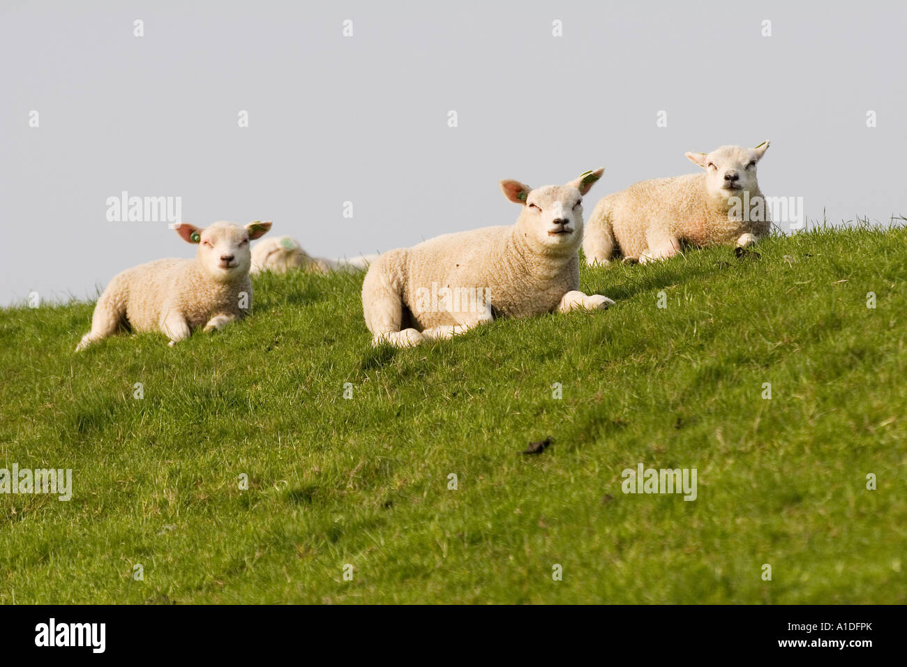 Three lambs lying at the bank Stock Photo - Alamy