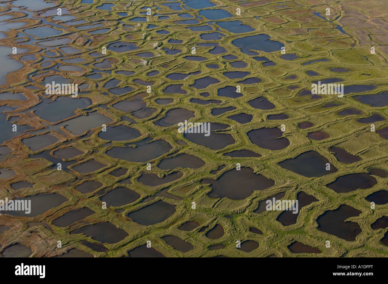 tundra landscape with freshwater ponds along the Arctic coast by the ...