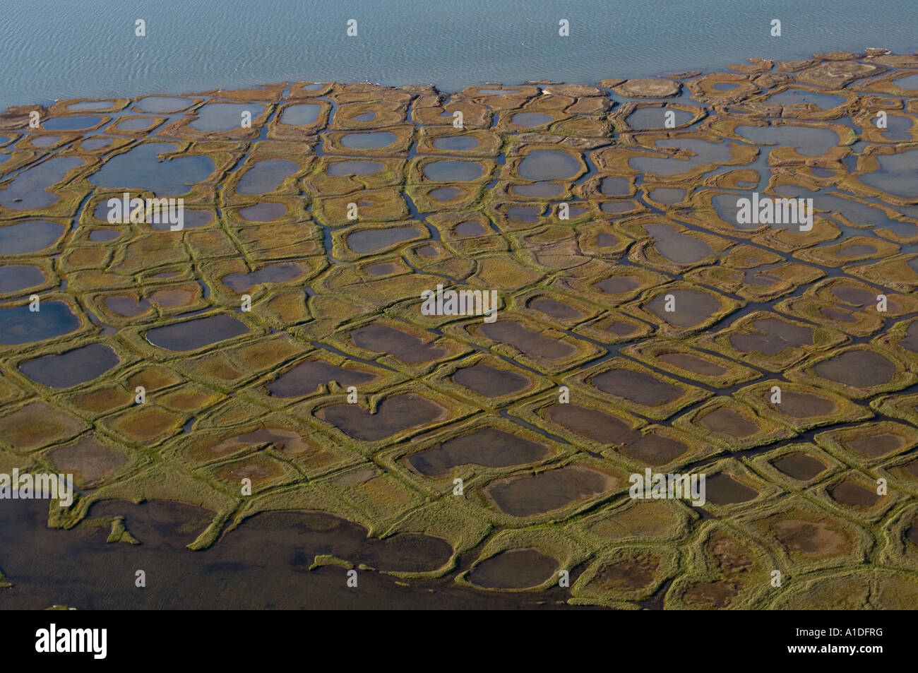 tundra landscape with freshwater ponds off the Colville River National ...