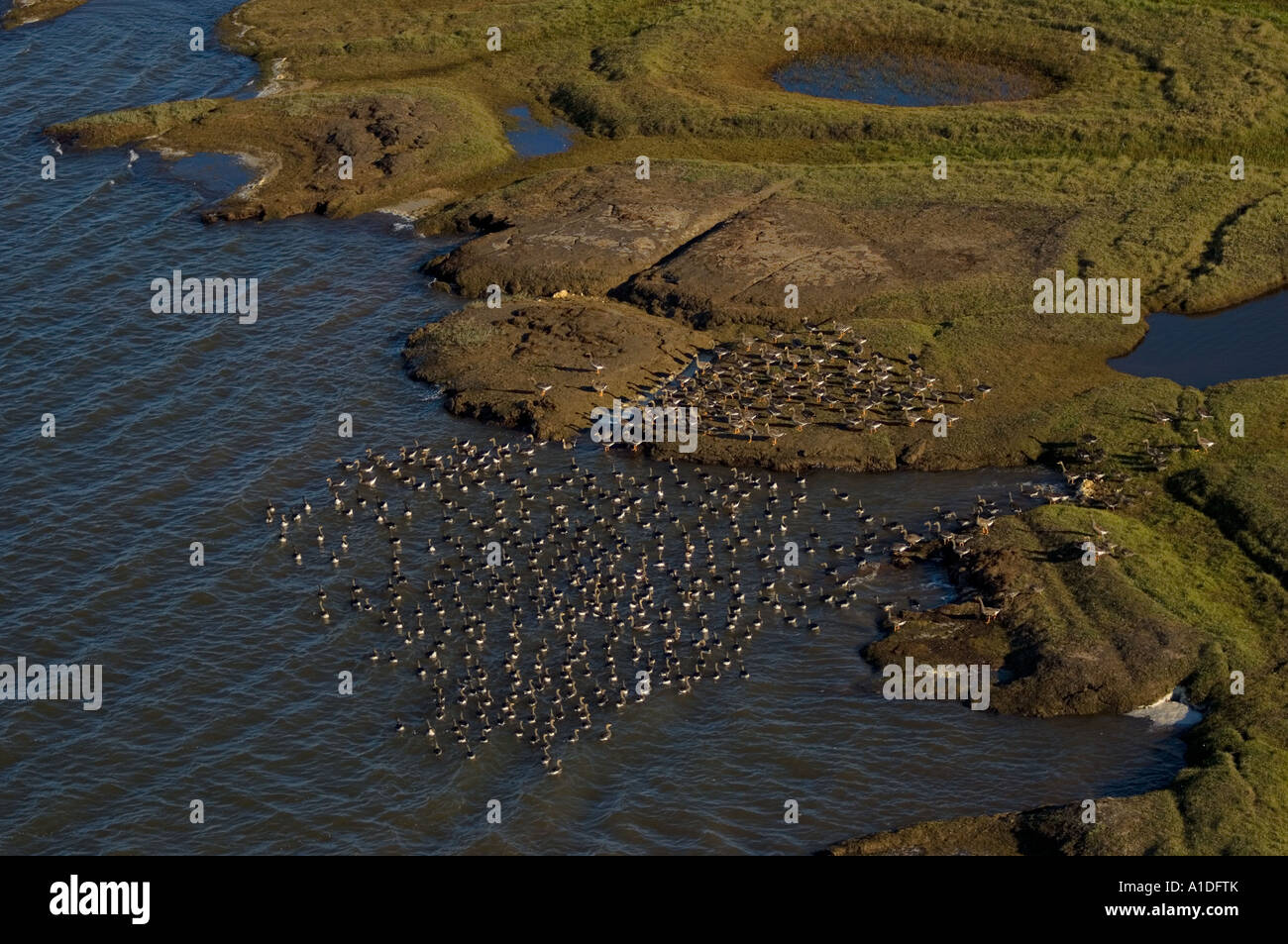 Colville river delta hi-res stock photography and images - Alamy