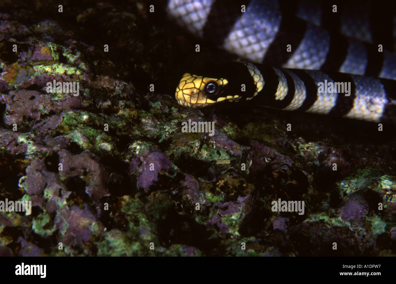 Seasnake hi-res stock photography and images - Alamy