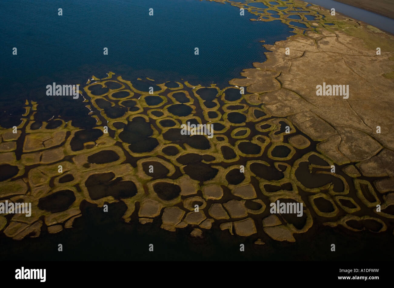 tundra landscape with freshwater ponds along the Arctic coast by the ...