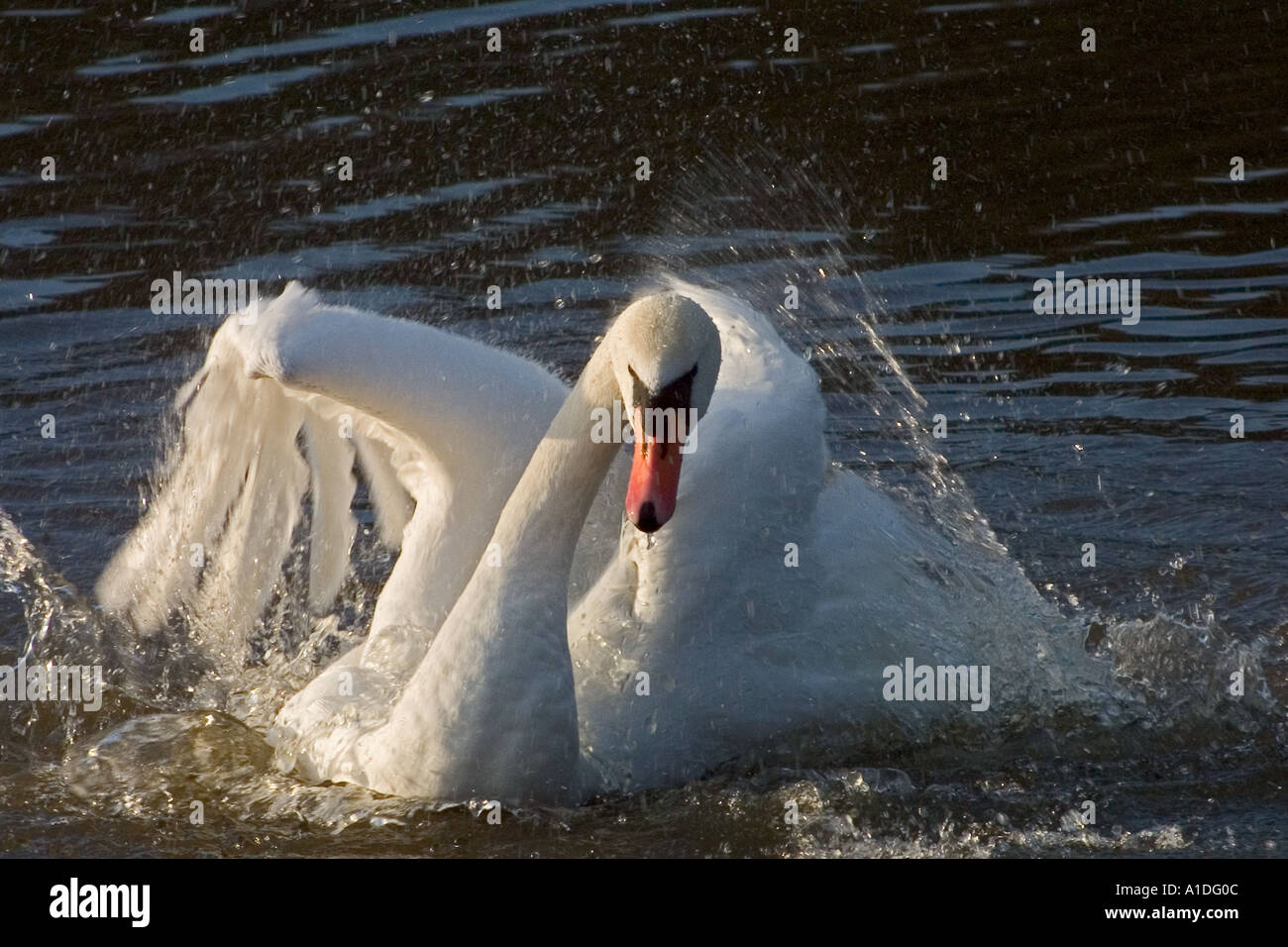 Strength swan hi-res stock photography and images - Alamy