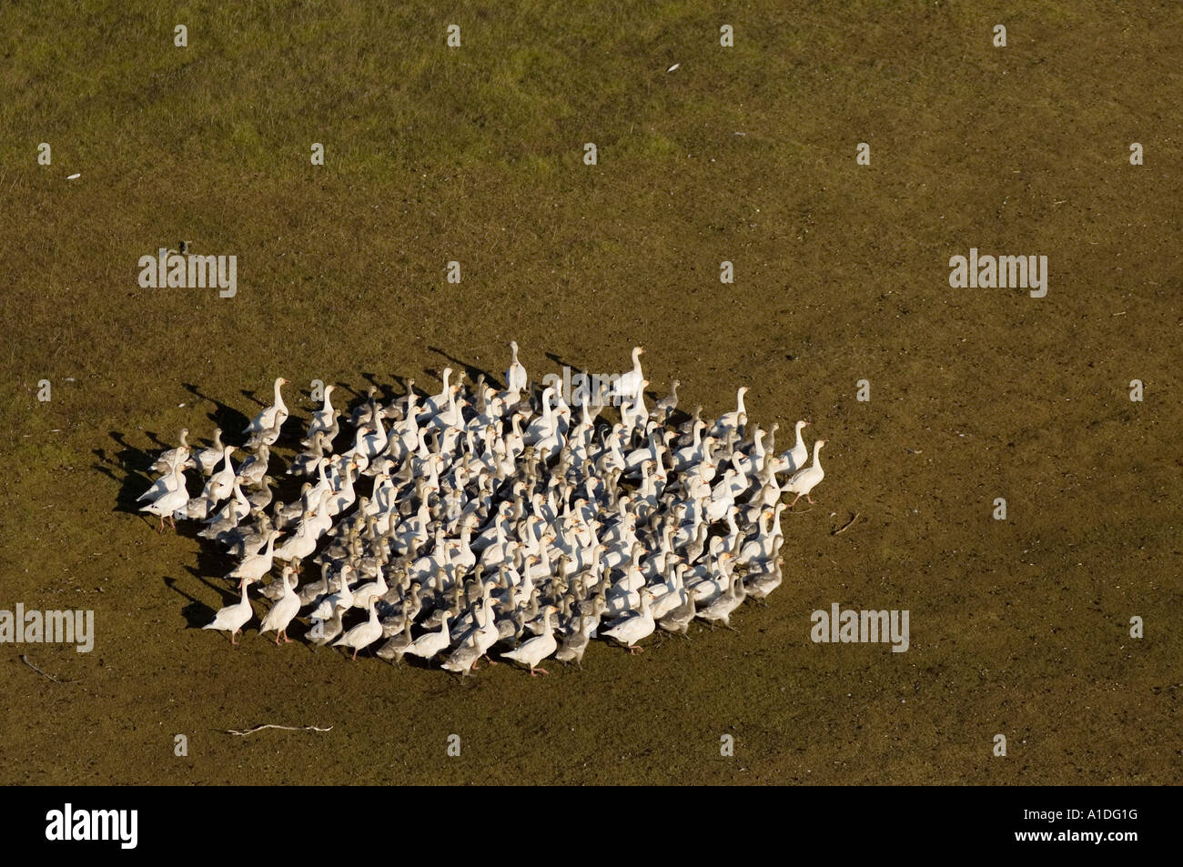 Chen goose tundra hi-res stock photography and images - Alamy