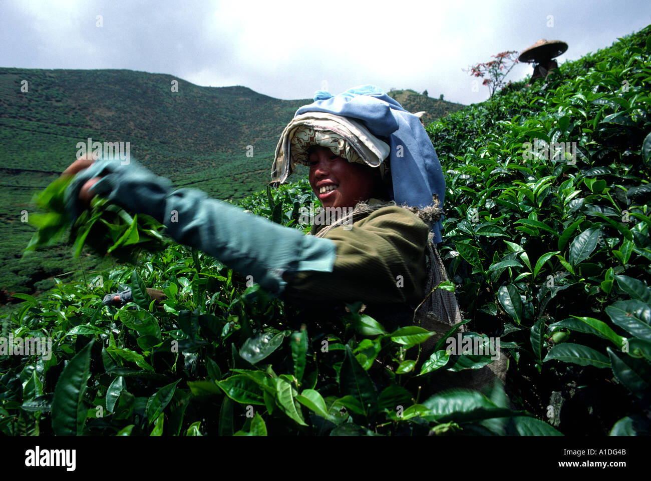 Indonesia tea production hi-res stock photography and images - Alamy
