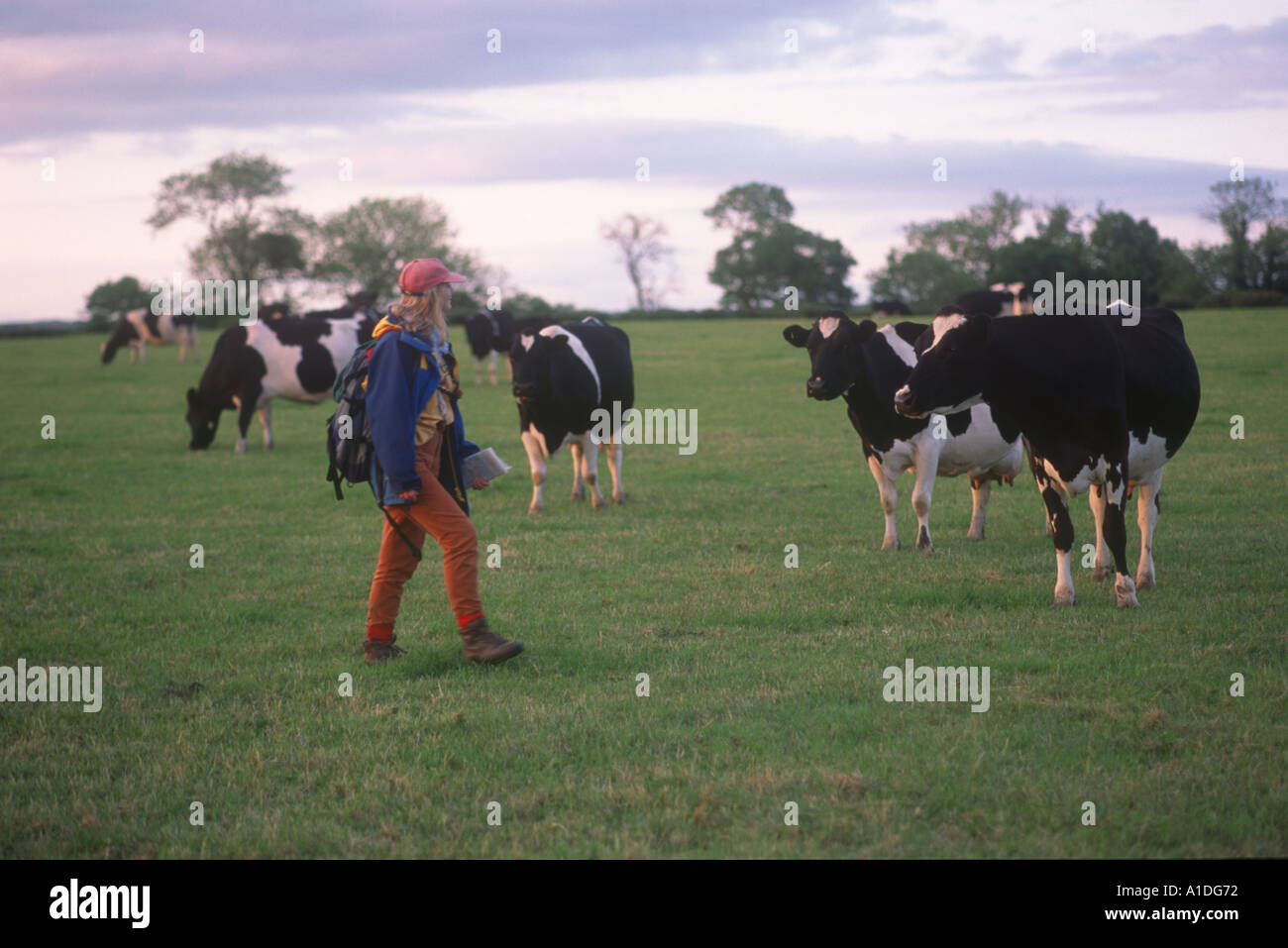 Walking across Field of Cows Gower Peninsular South Wales Stock Photo ...