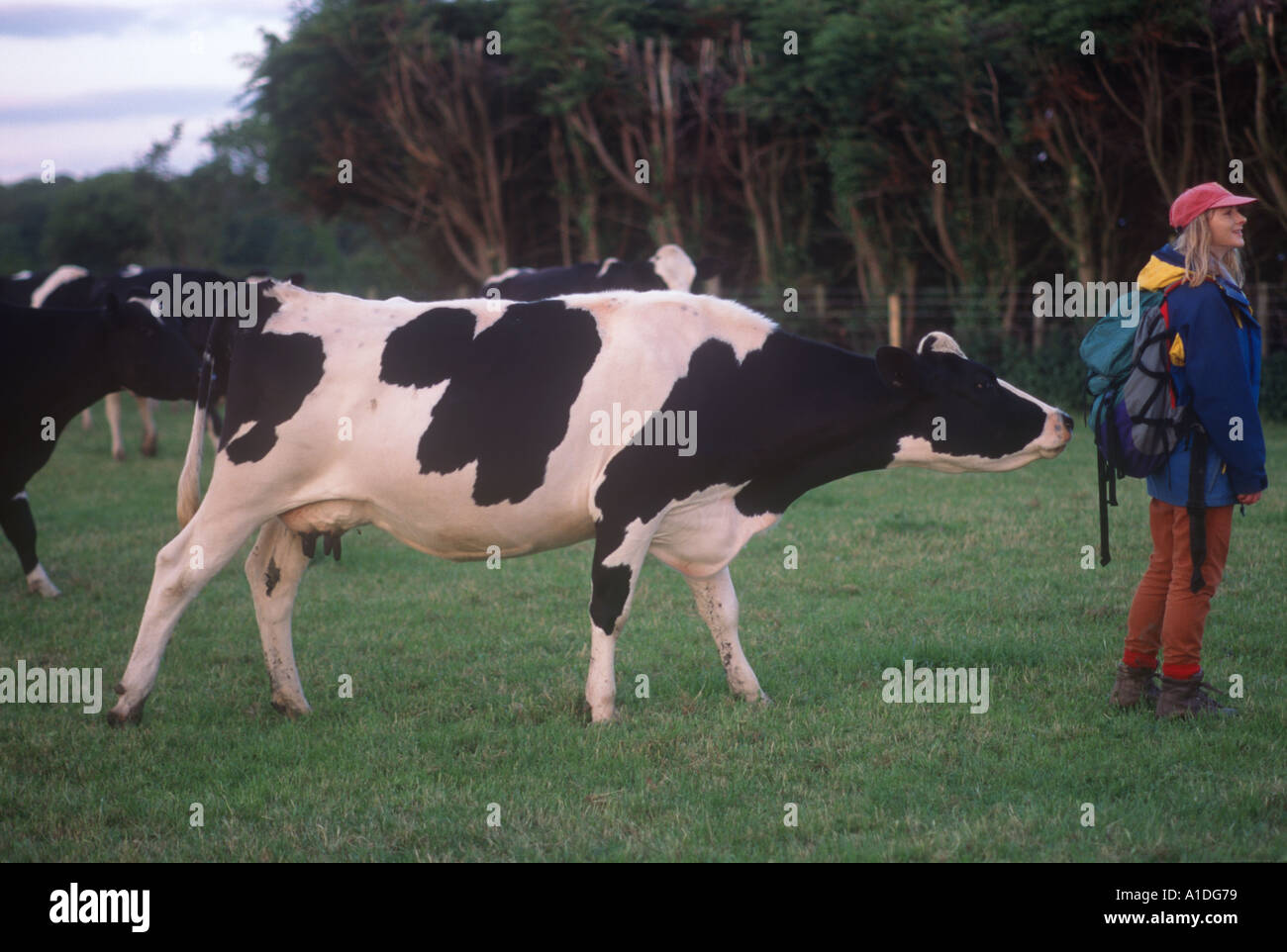 Walking across Field of Cows Gower Peninsular South Wales Stock Photo ...
