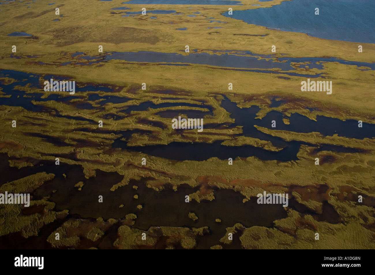 tundra landscape along the Arctic coast off the Colville River National ...