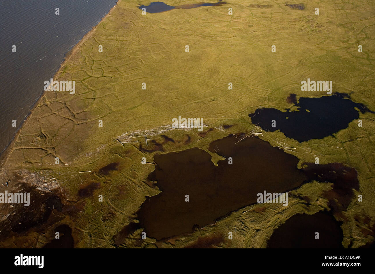 tundra landscape with freshwater ponds along the Arctic coast by the ...