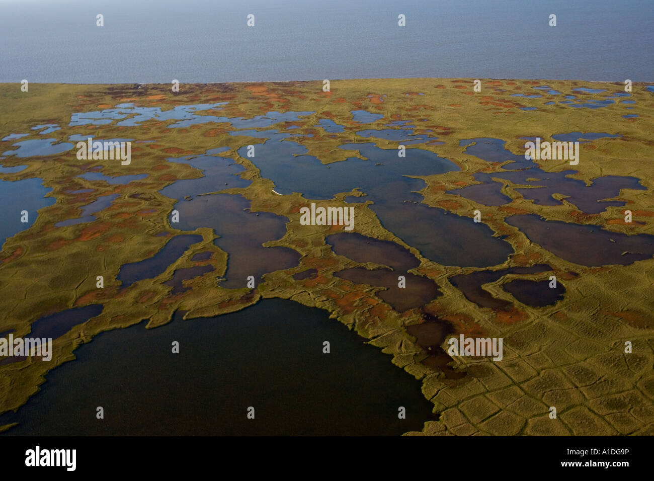 tundra landscape with freshwater ponds along the Arctic coast by the ...