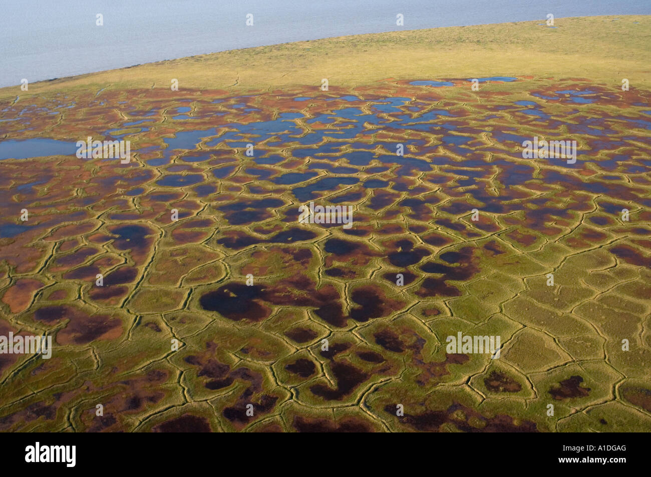 tundra landscape along the Arctic coast off the Colville River National ...