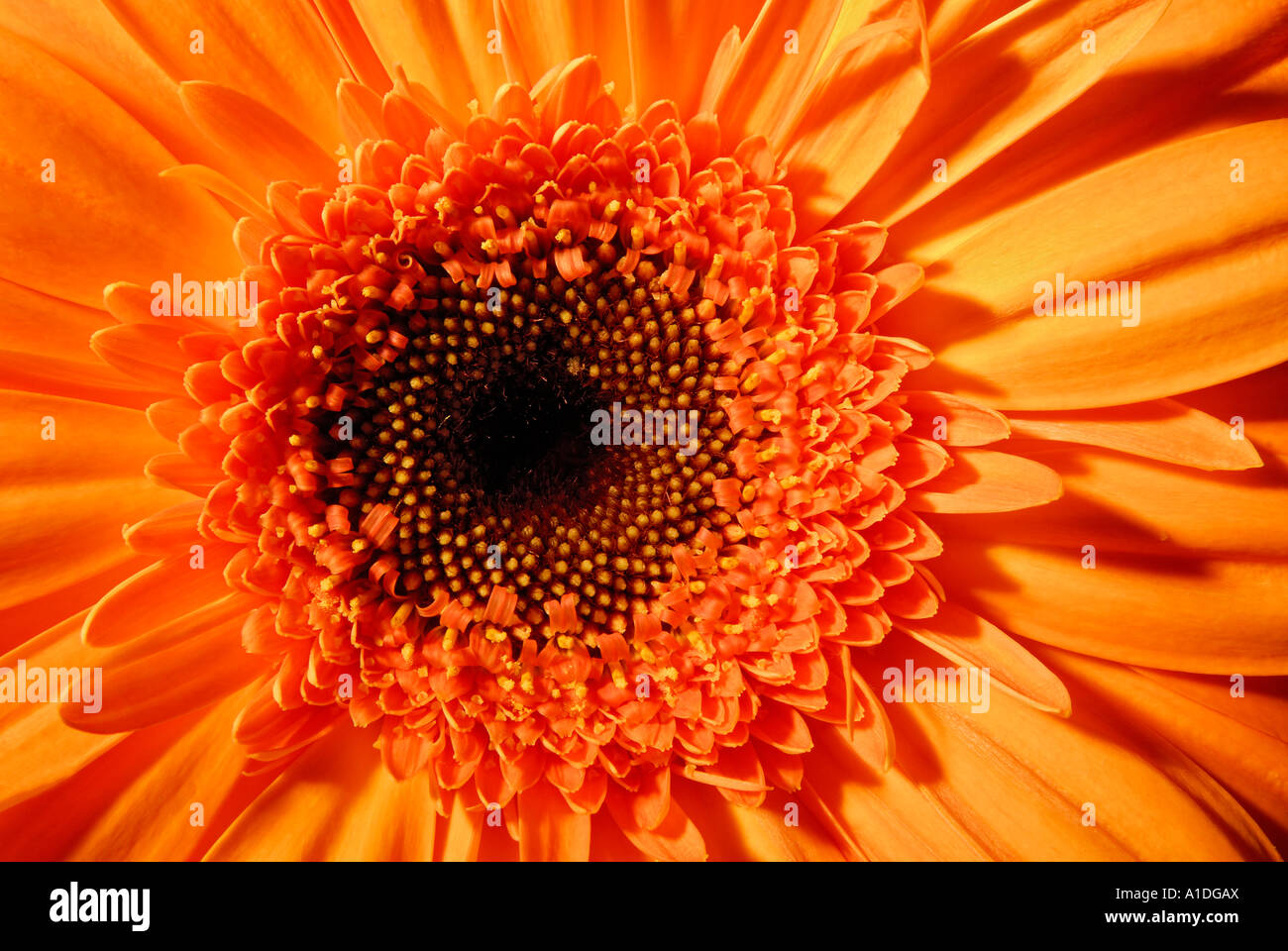 Gerbera (Gerbera hybrid), blossom detail Stock Photo - Alamy
