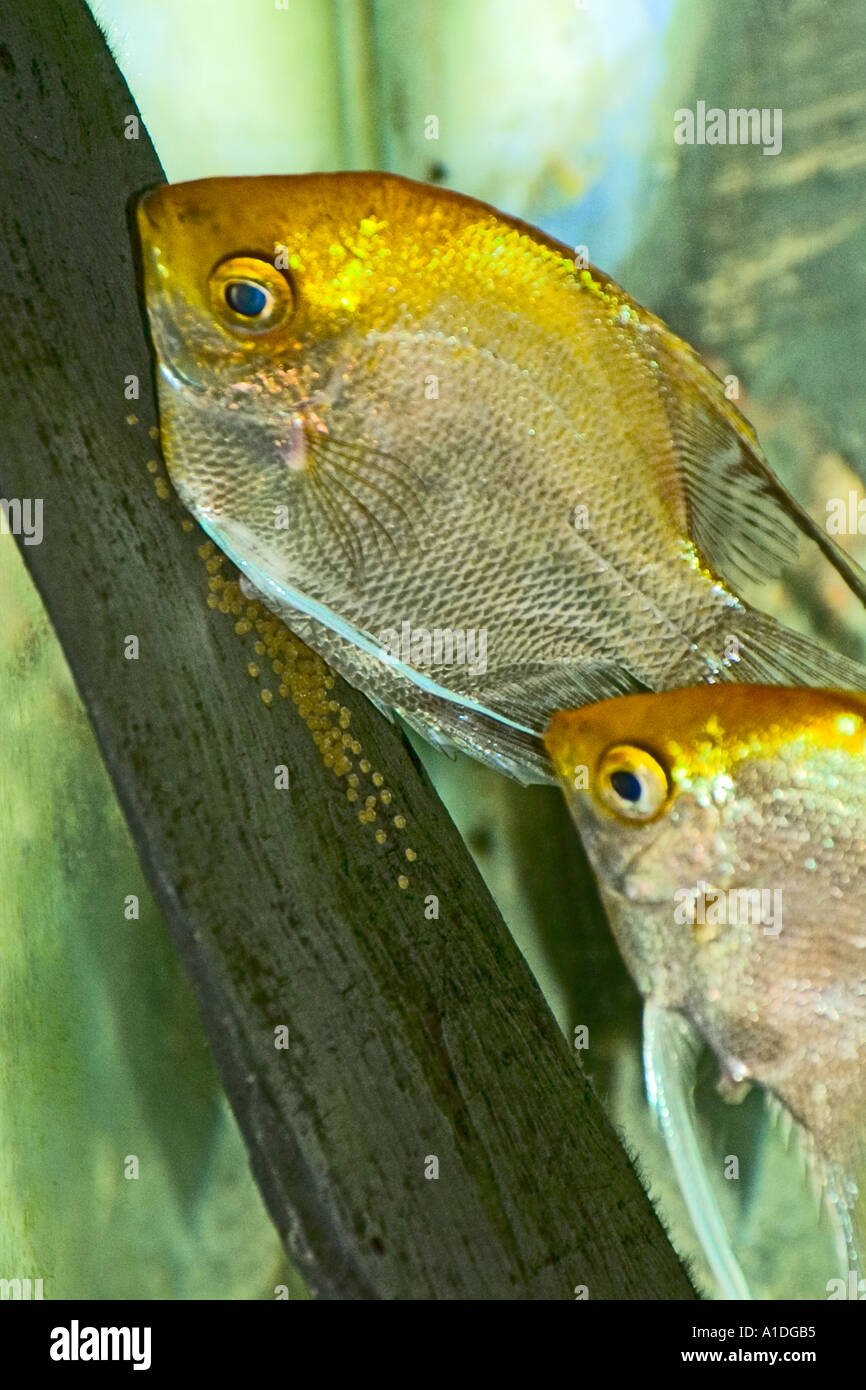 Angelfish Pterophyllum scalare spawning on slate Stock Photo - Alamy