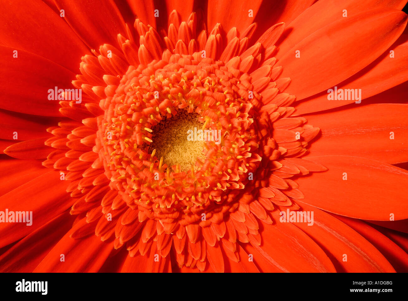 Gerbera (Gerbera hybrid), blossom detail Stock Photo - Alamy