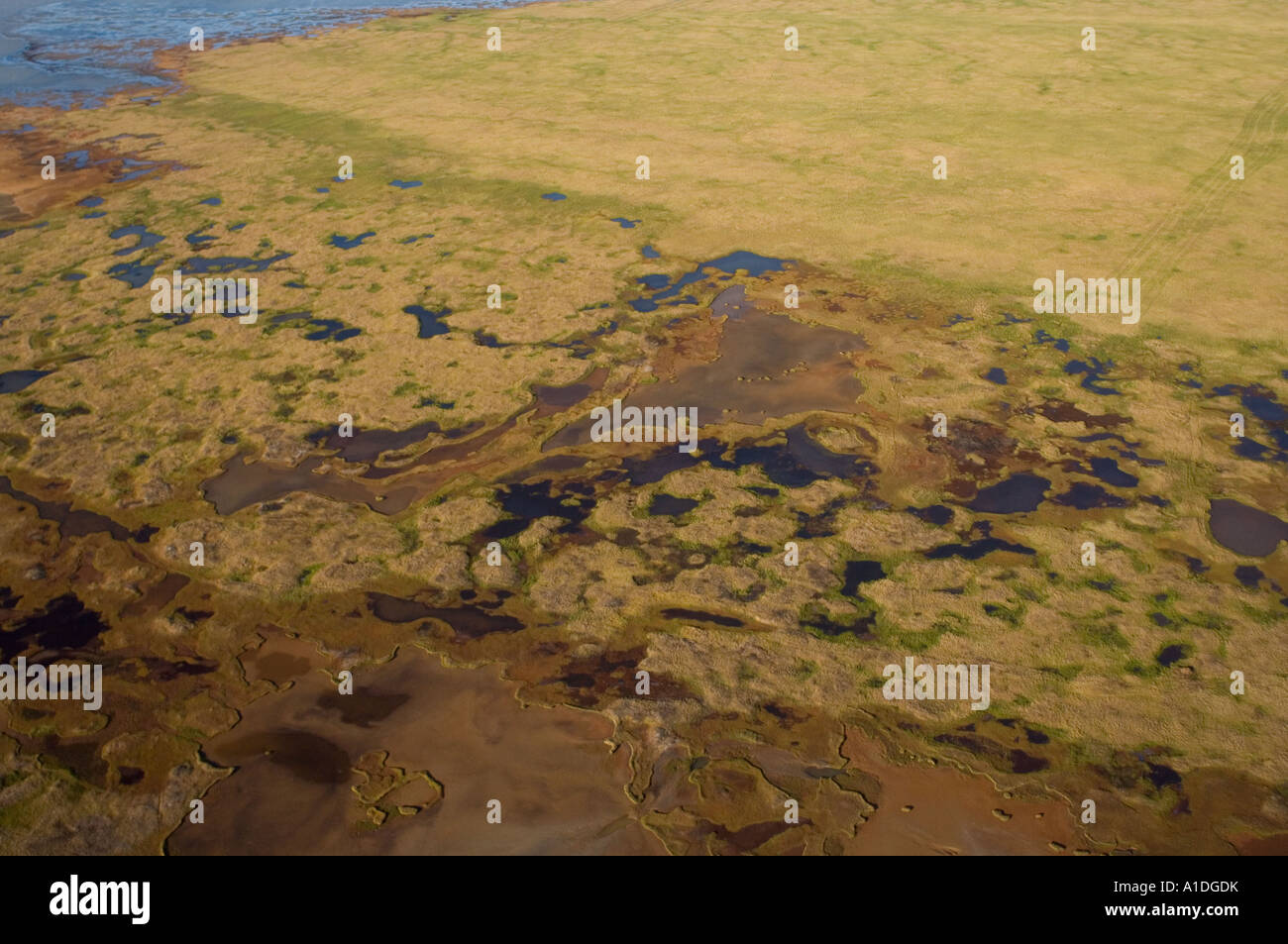 tundra landscape along the Arctic coast off the Colville River National ...