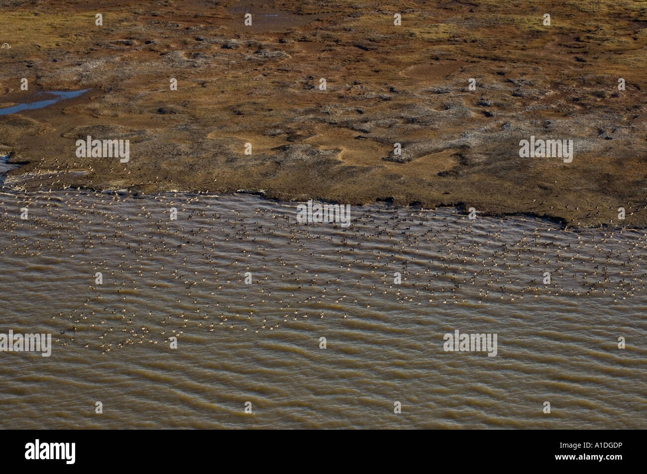 brant Branta bernicla flock near the Colville River delta along the ...