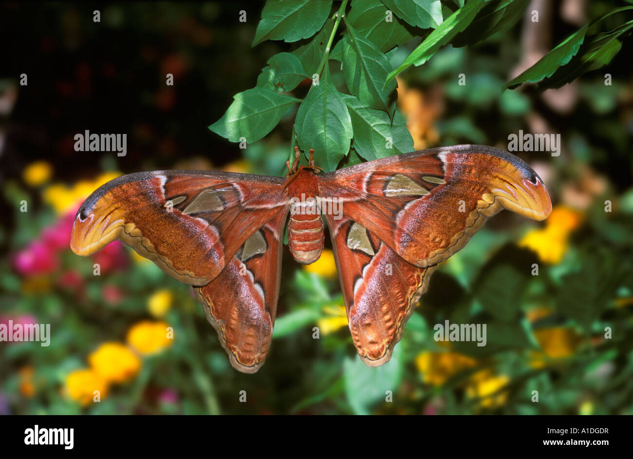 Atlas Moth (Attacus atlas), Malaysia Stock Photo - Alamy Atlas Moth (Attacus atlas), Malaysia Stock Photo - Alamy