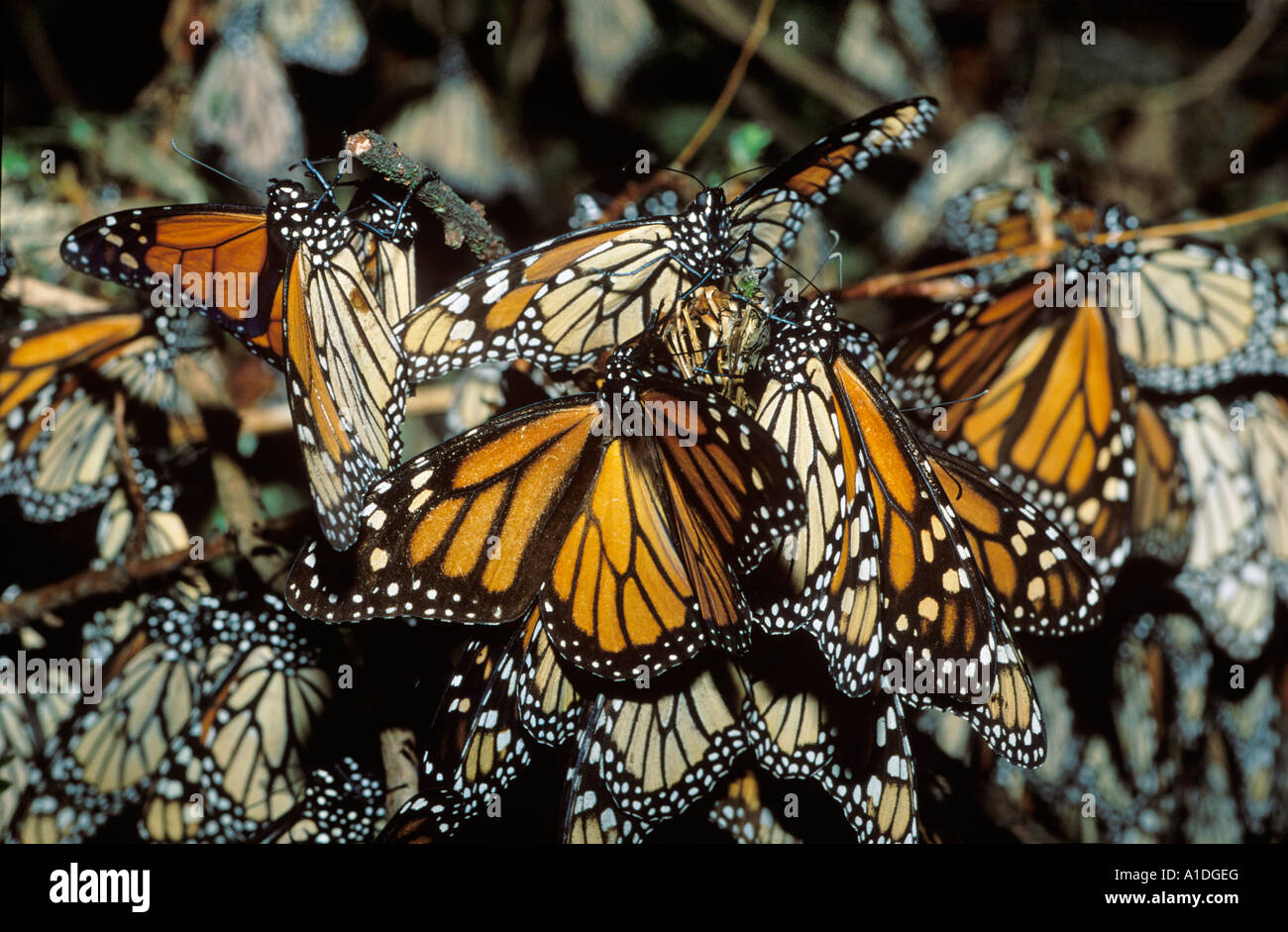 Monarch butterfly mexico winter hi-res stock photography and images - Alamy