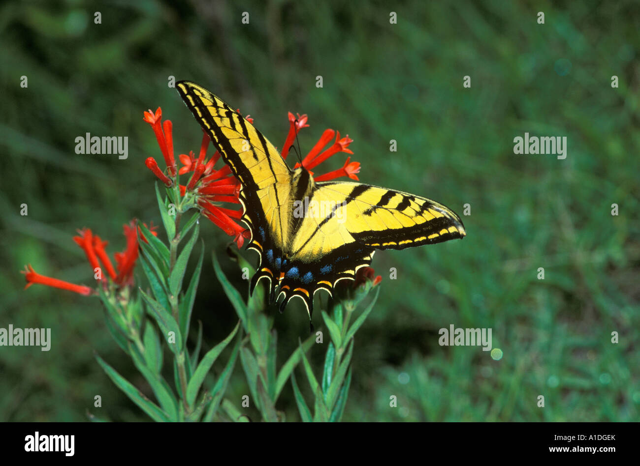Pterourus multicaudata hi-res stock photography and images - Alamy