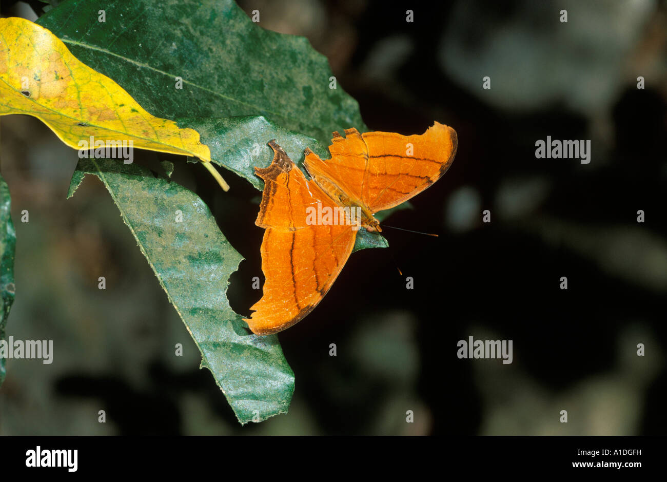 Ruddy Daggerwing (Marpesia petreus), destructed wings, Jalisco, Mexico ...