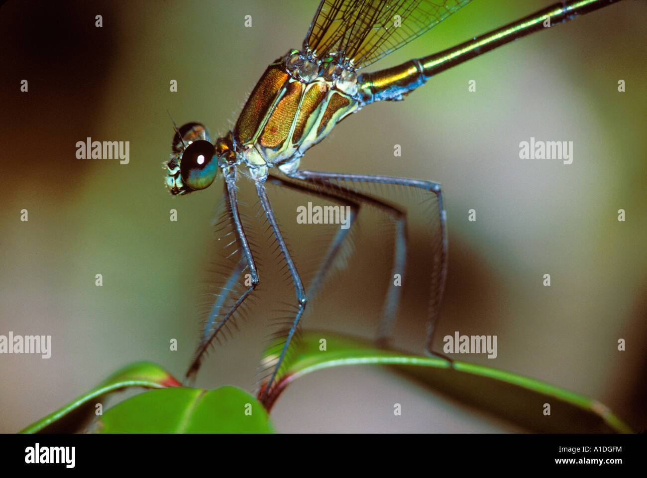 Madagascar insects hi-res stock photography and images - Alamy