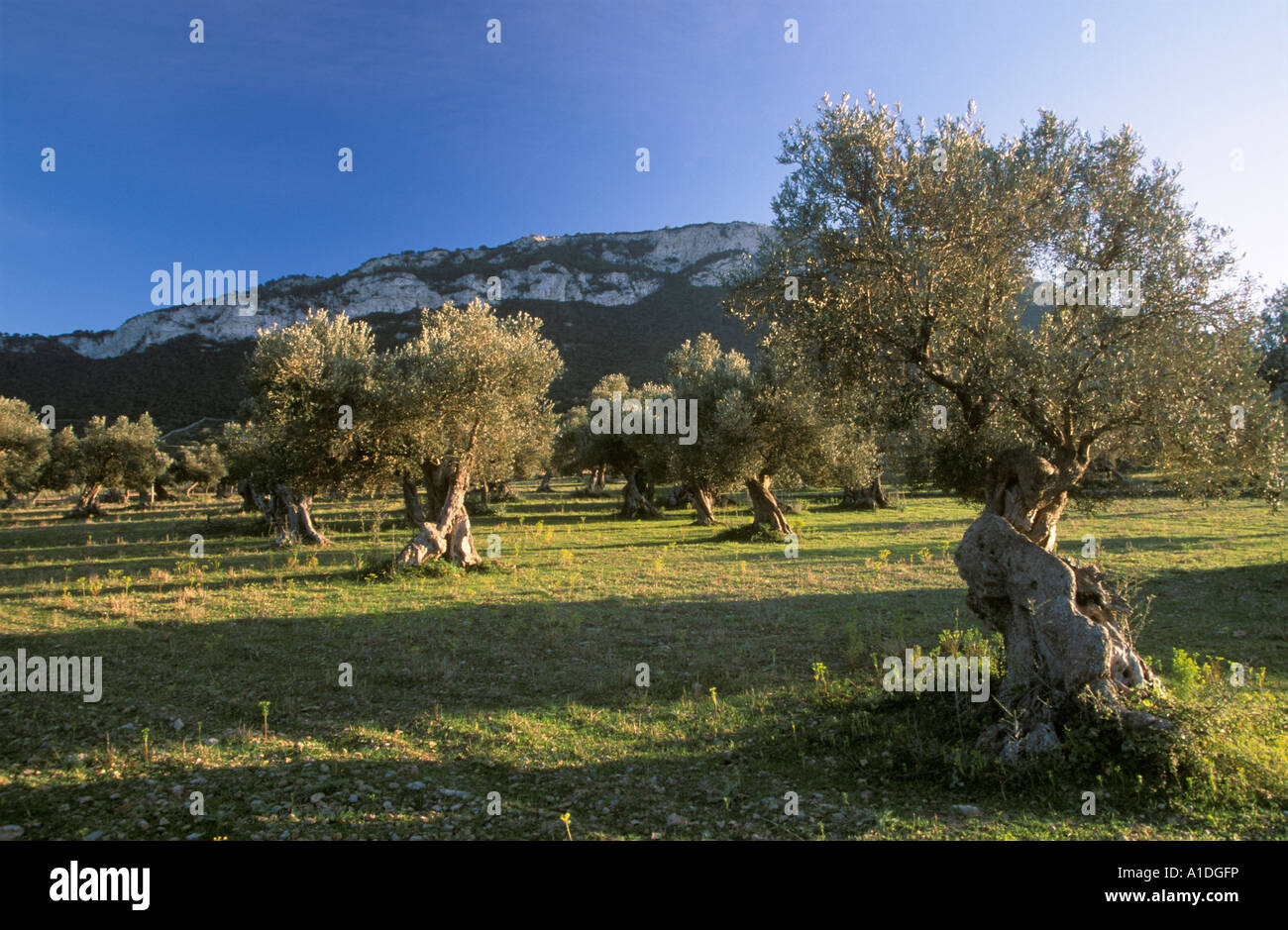 Olive grove, Majorca Stock Photo - Alamy